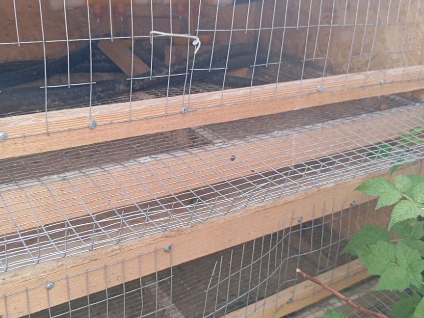 Клетки для перепелов и бройлеров