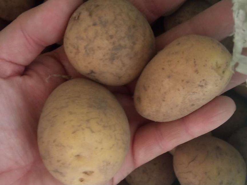 Картофель для животных