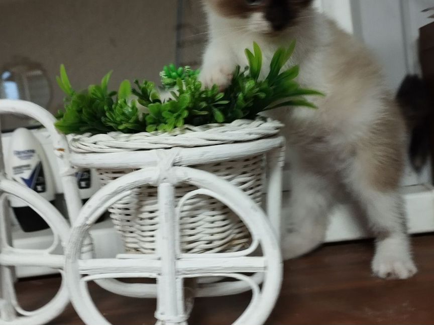Кошки в добрые руки бесплатно