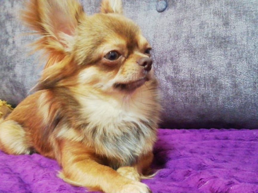 Вязка кобеля породы чихуахуа, нам годик