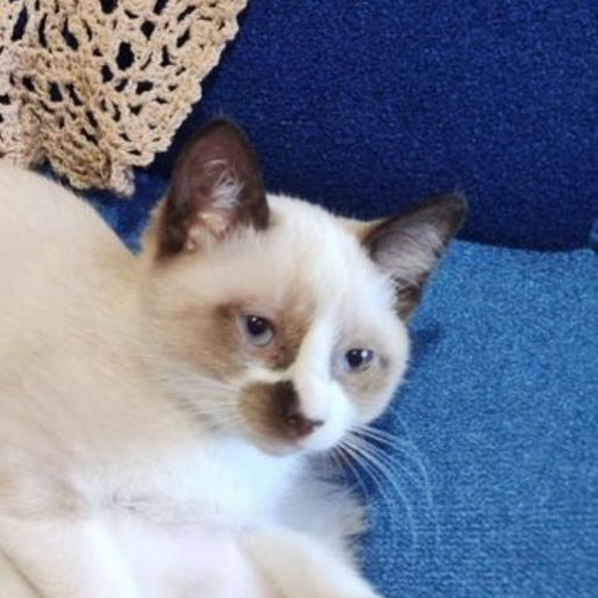 Тайские котята Сноу-шу