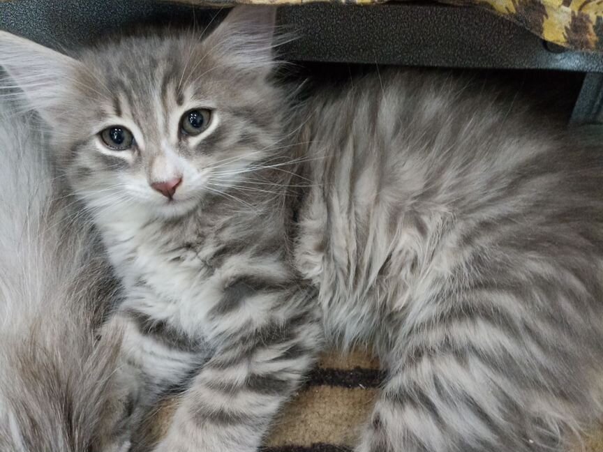 Кошка в дар бесплатно