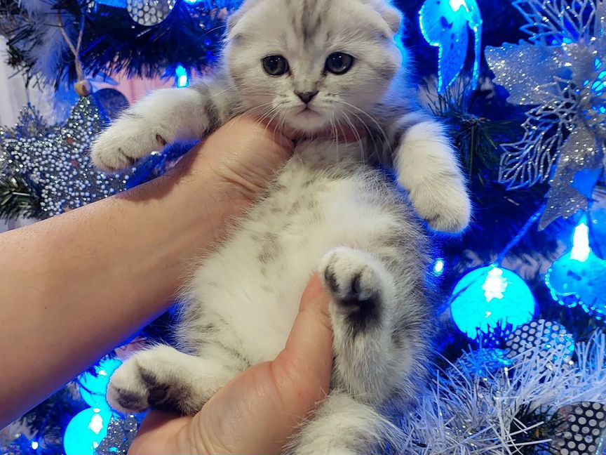 Девочка Скоттиш Фолд 1,5мес