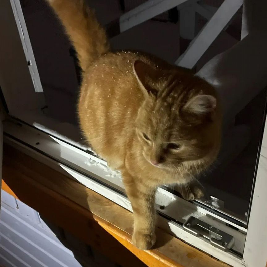 Маленький котик в добрые руки