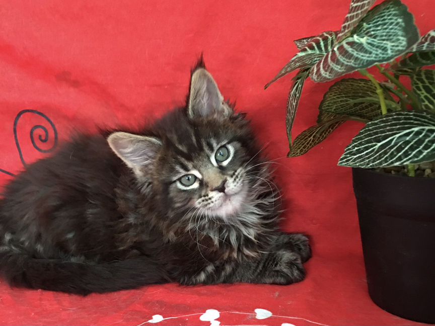 Мейн-кун котик