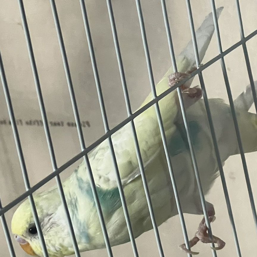 Попугай девочка