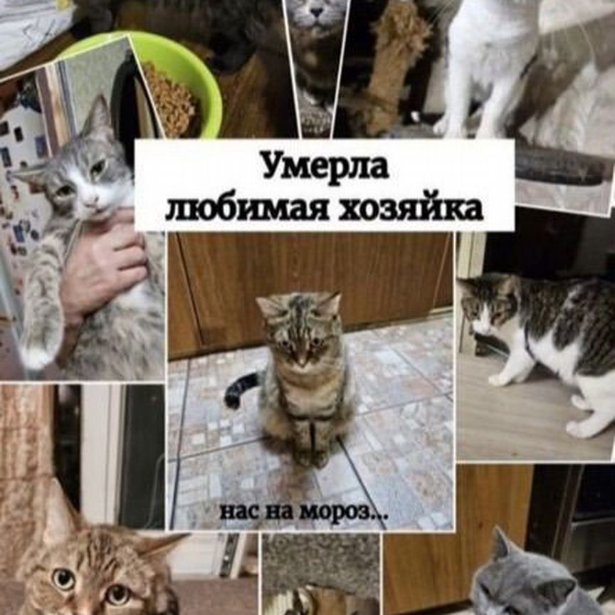 Умерла хозяйка, домашних котов на улицу