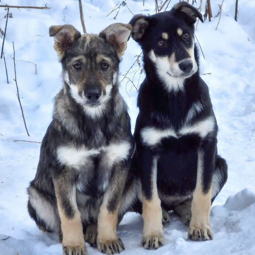 Щенок в добрые руки