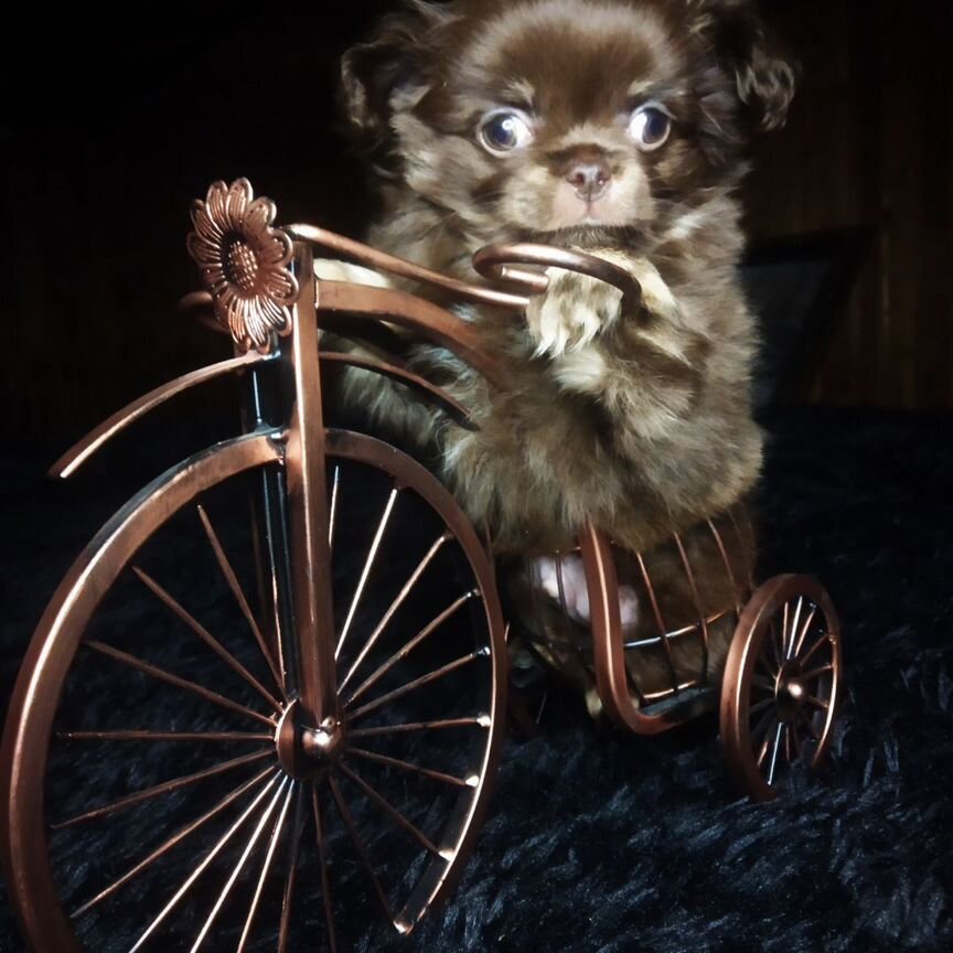 Чихуахуа мини мальчик