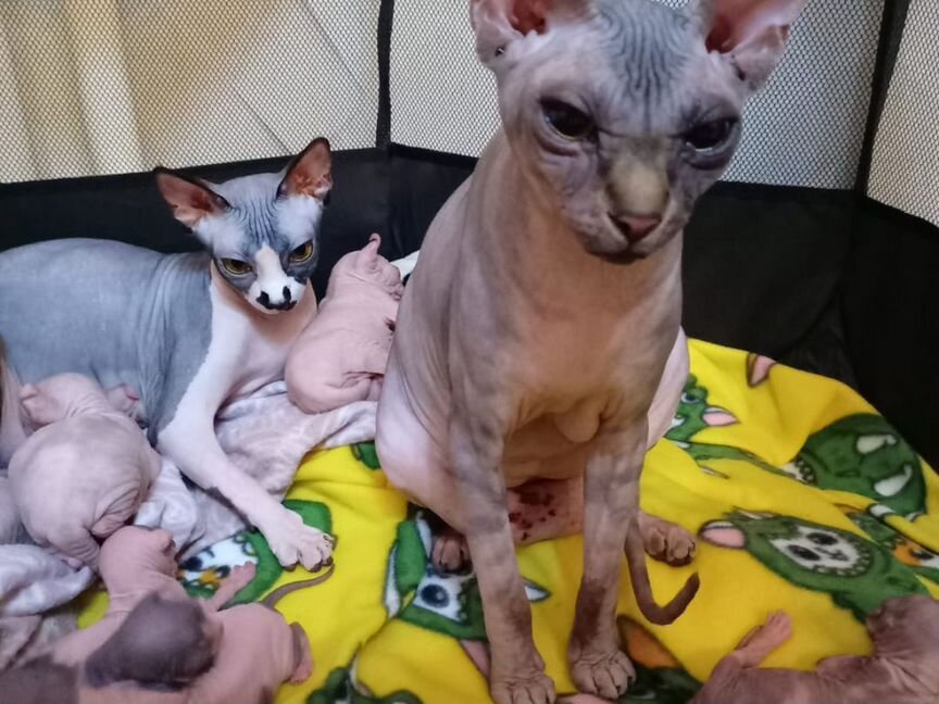 Канадский сфинкс котенок