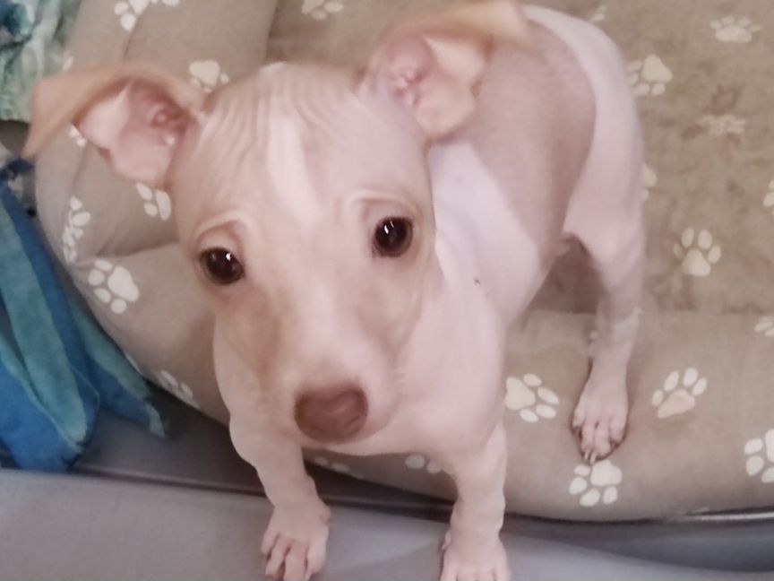 Американского голого терьера милая девочка