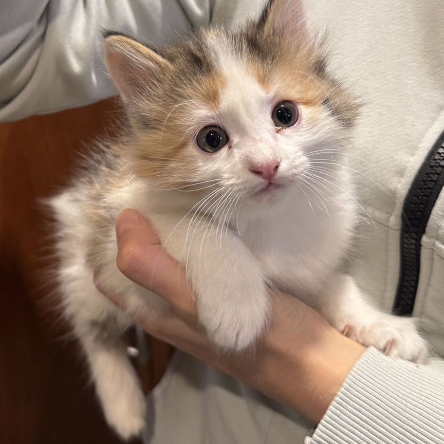 Котёнок в добрые руки