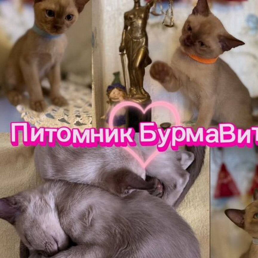 Европейская бурма