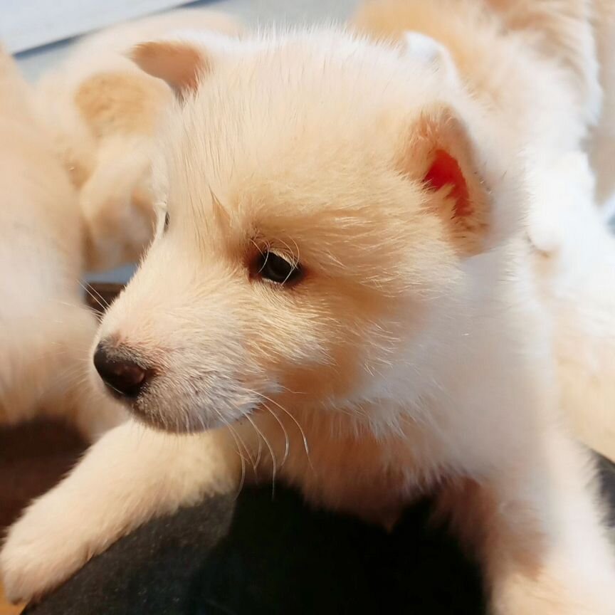 Продам щенков.Помесь лайки и маламута. 2 месяца