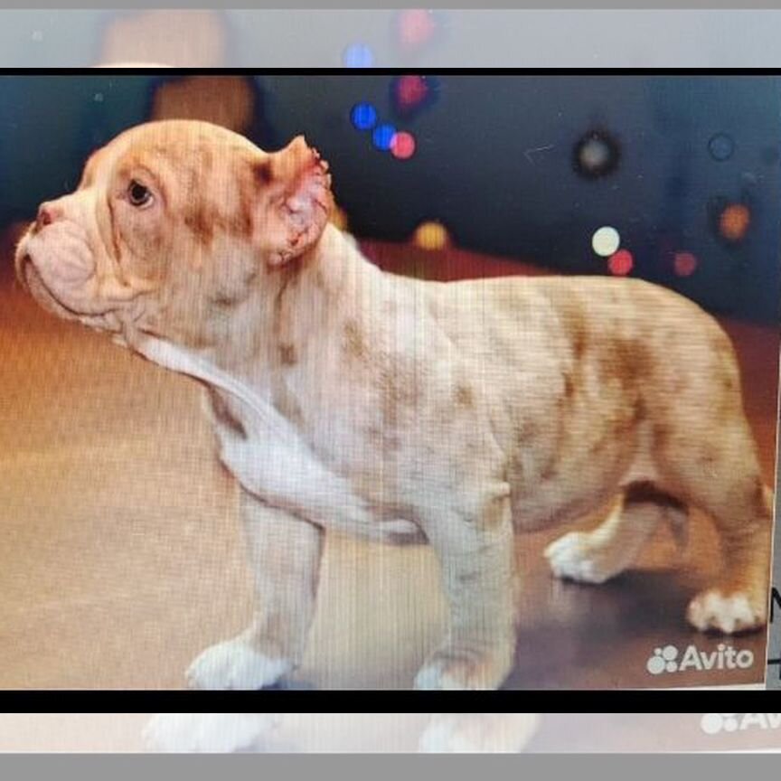 Щенок Американского буля