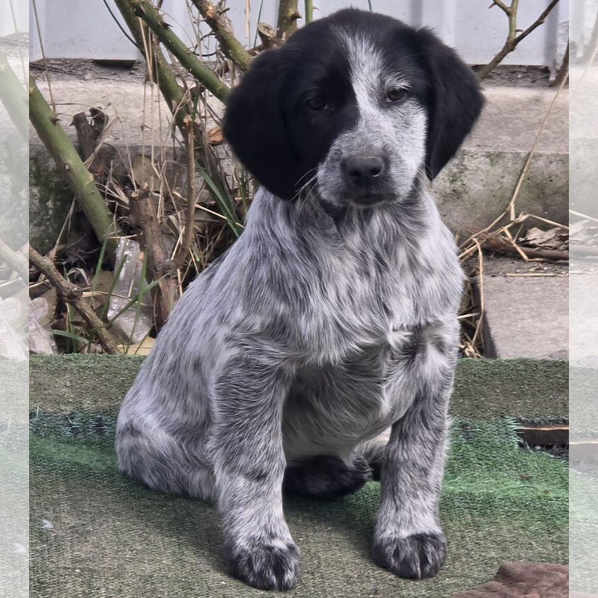 Щенок девочка бесплатно