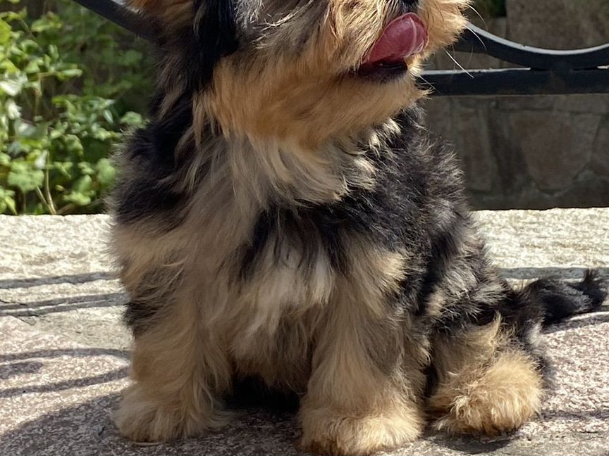 Мини йорочка