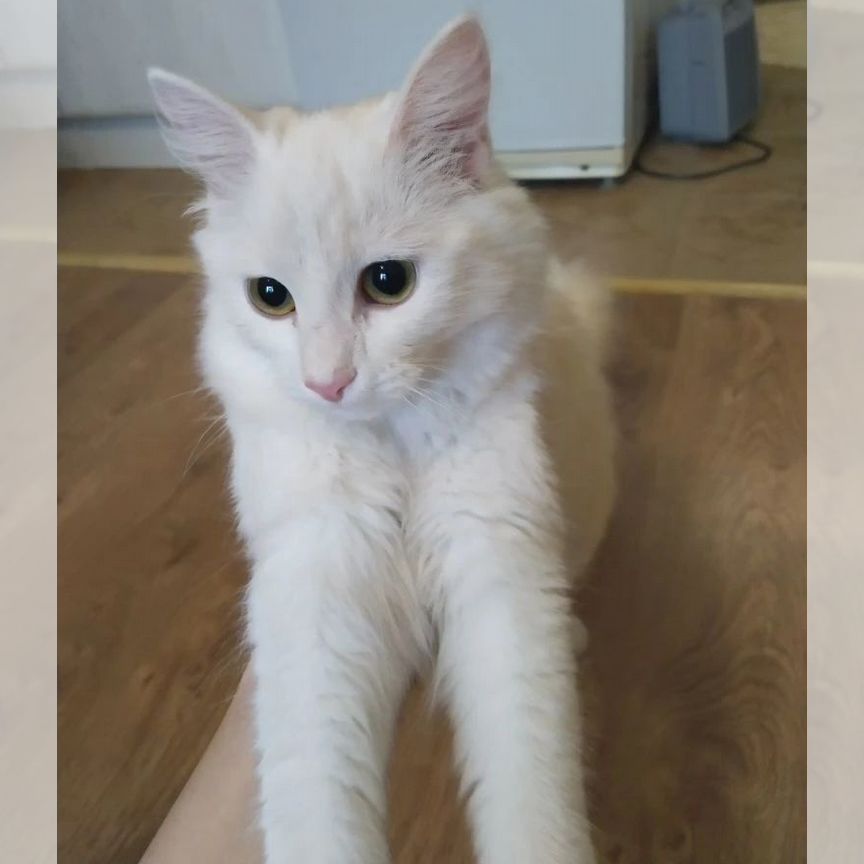 Турецкая ангора, взрослая кошка