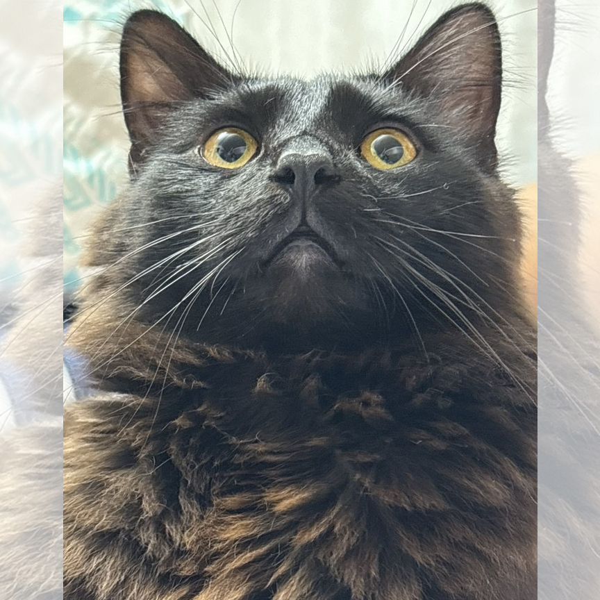 Ориентальный, взрослый кот