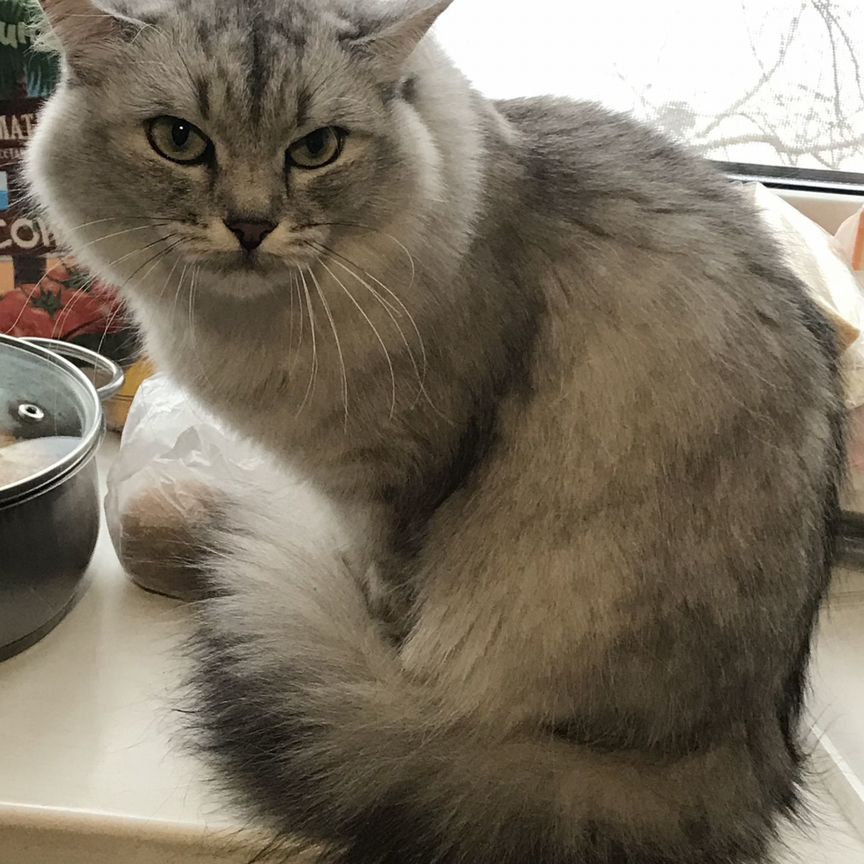 Отдам в добрые руки