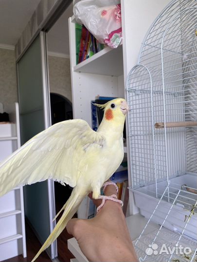 Продам попугая с клеткой