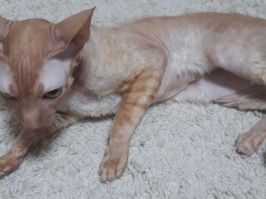 Отдам кота корниш -рекса в добрые руки