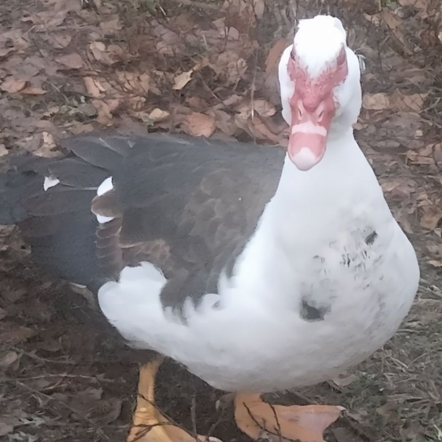 Селезни индоутки