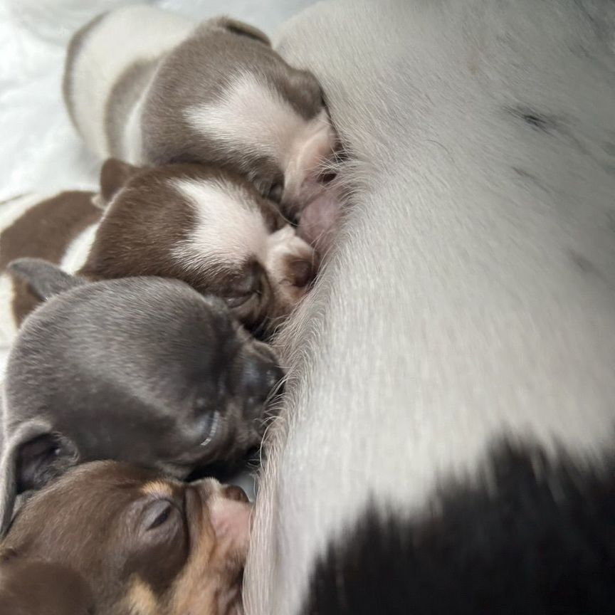 Щенки чихуахуа