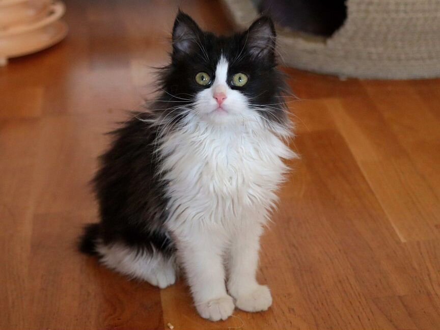 Котенок Тема в добрые оуки