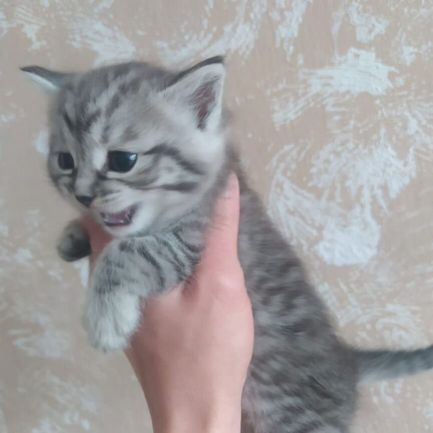 Шотландская