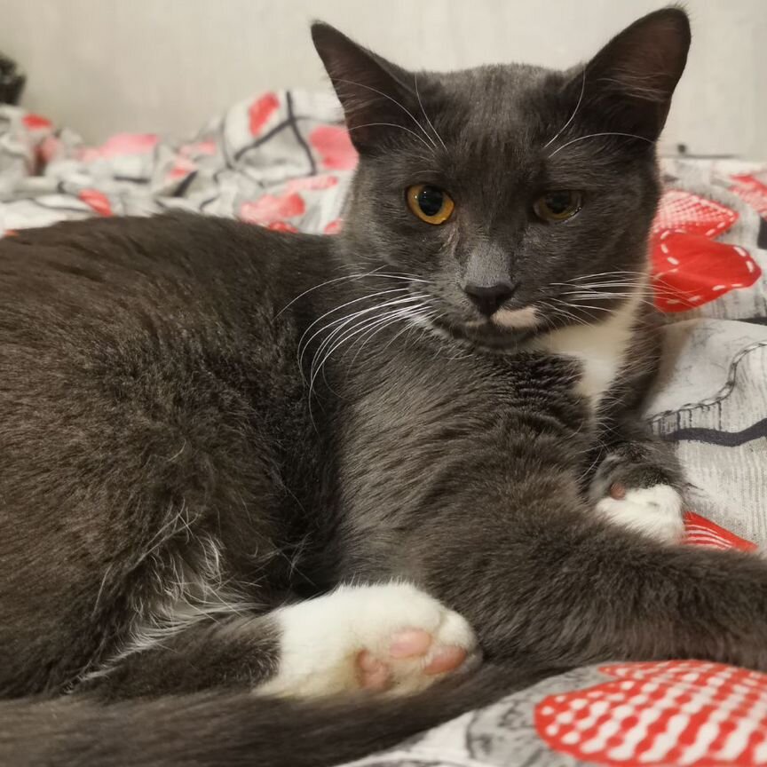 Котёнок обожающий сородичей