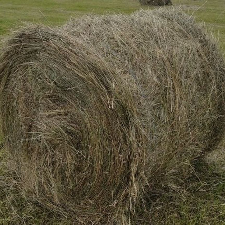 Сено в тюках и рулонах