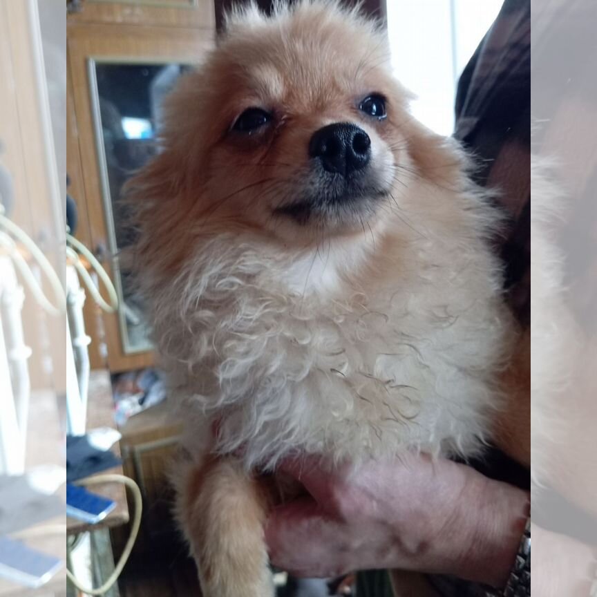 Померанский шпиц, щенок