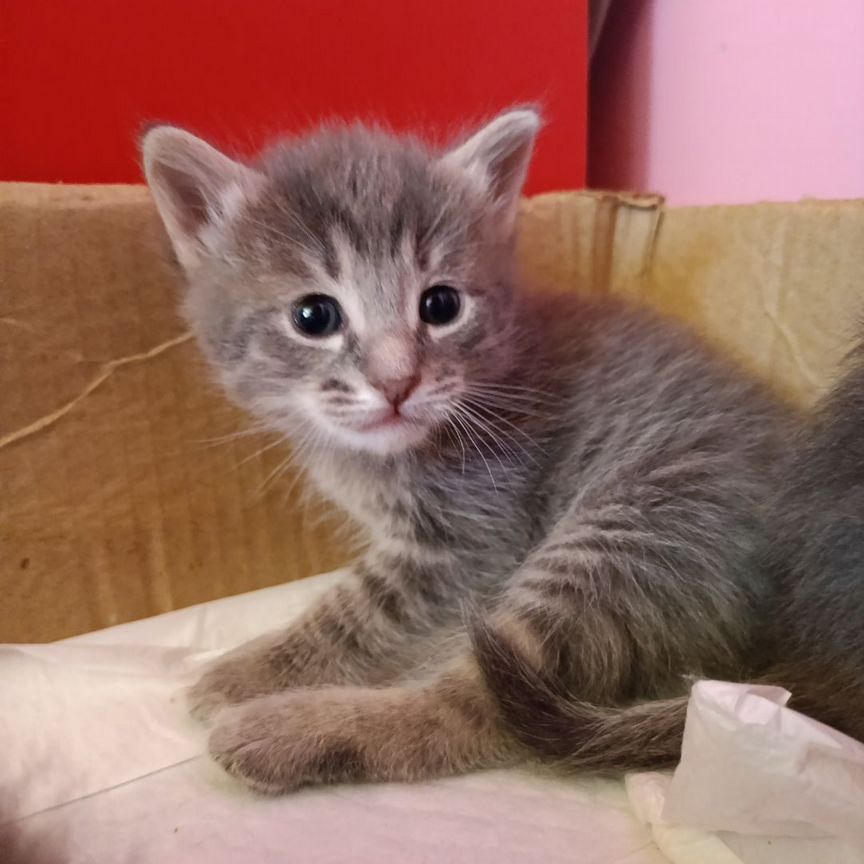 Котята в добрые руки 1 месяц