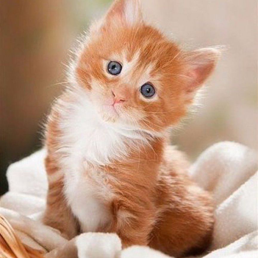 Котятки бездомные