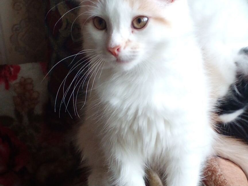 Котенок мальчик персивого окраса ласковый