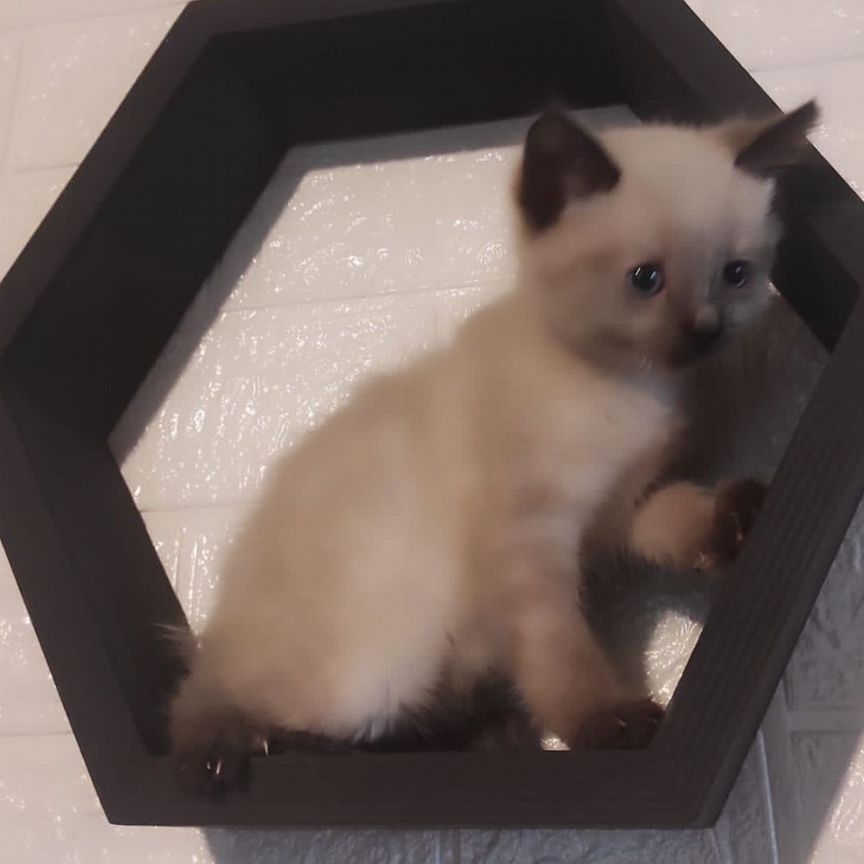 Тайско сиамские котята