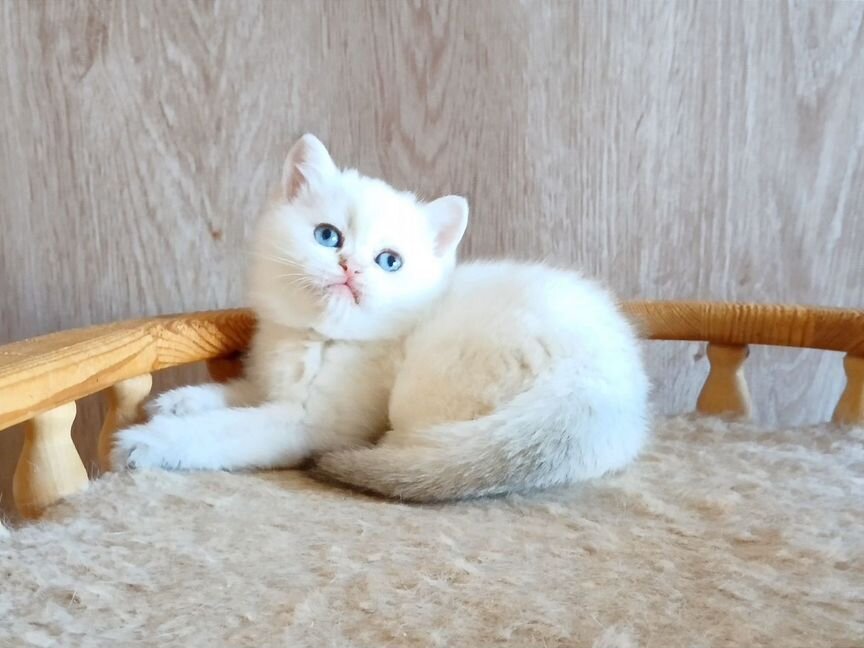 Серебристая малышка