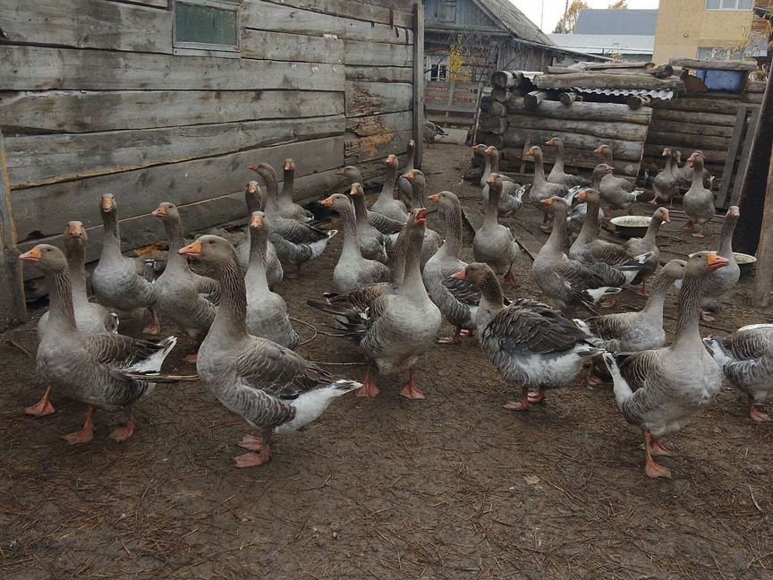 Мясо домашнего гуся, утки