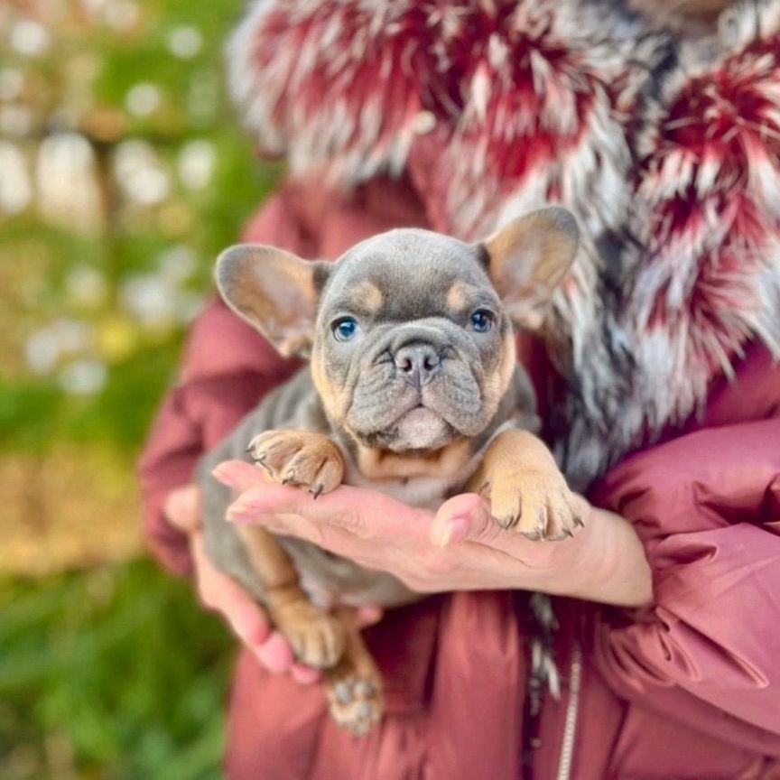 Французский бульдог щенки