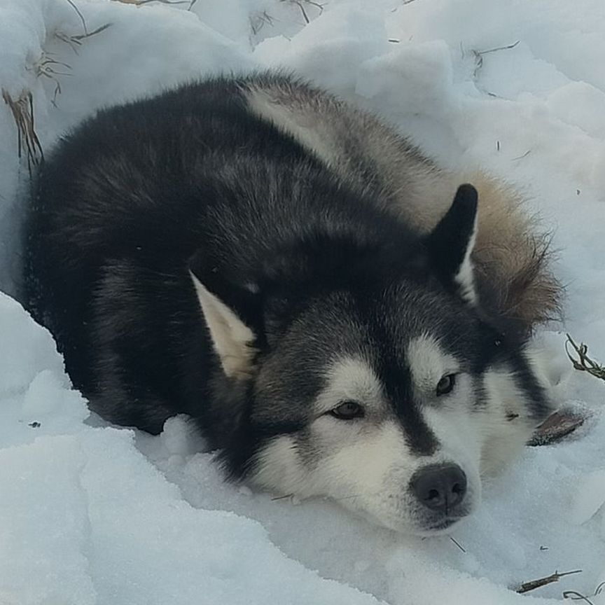 Сибирский хаски, взрослый пёс