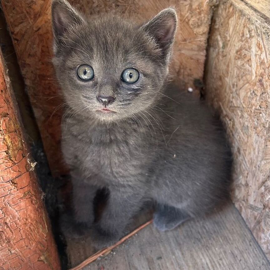 Котёнок в добрые руки