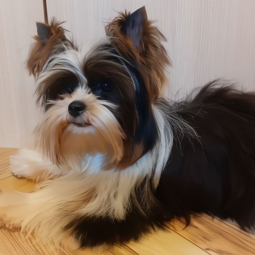 Йоркширский терьер, щенок