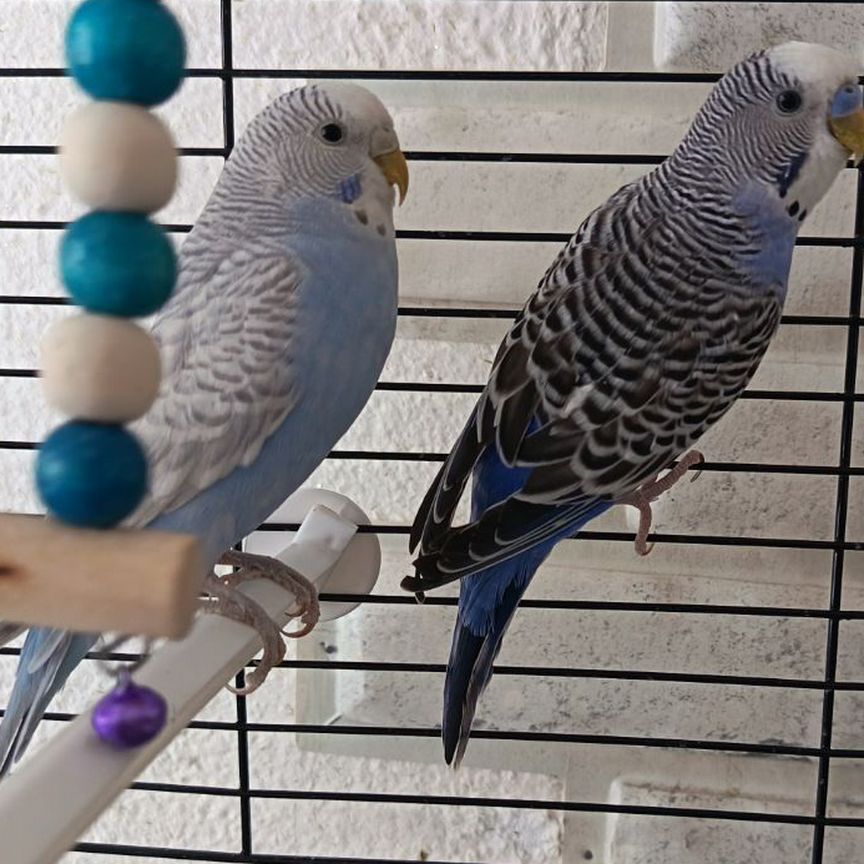 Волнистый попугай с клеткой