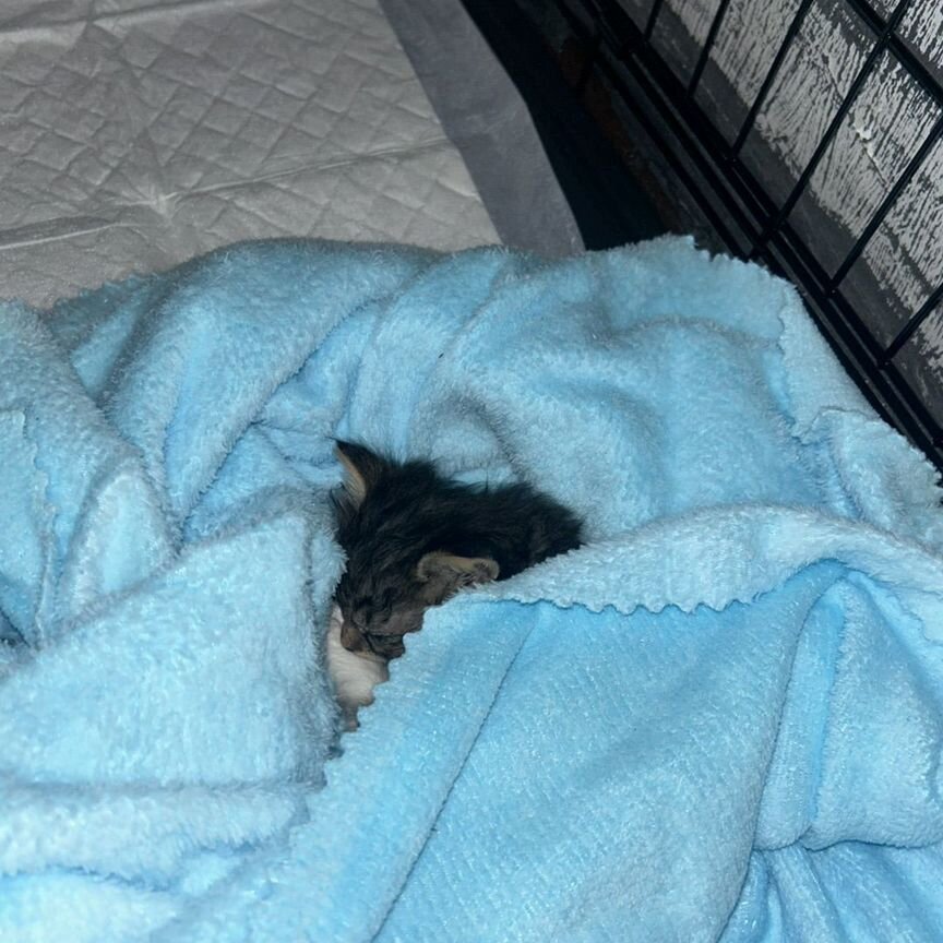Котенок в добрые руки