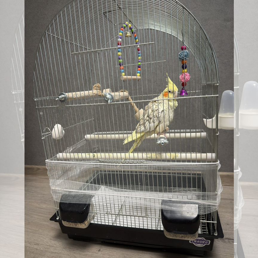 Попугай корелла с клеткой