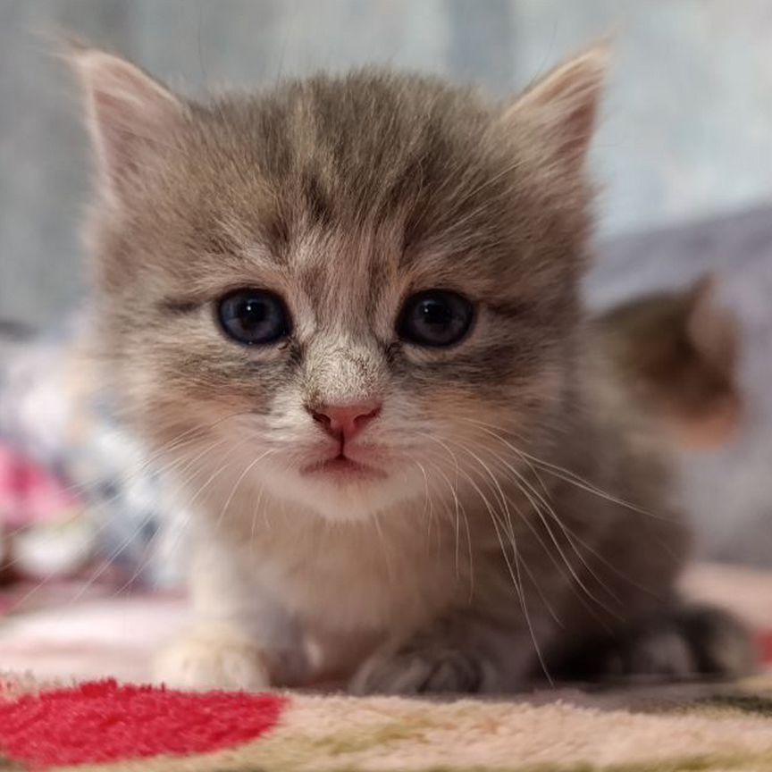 Котёнок от частного владельца