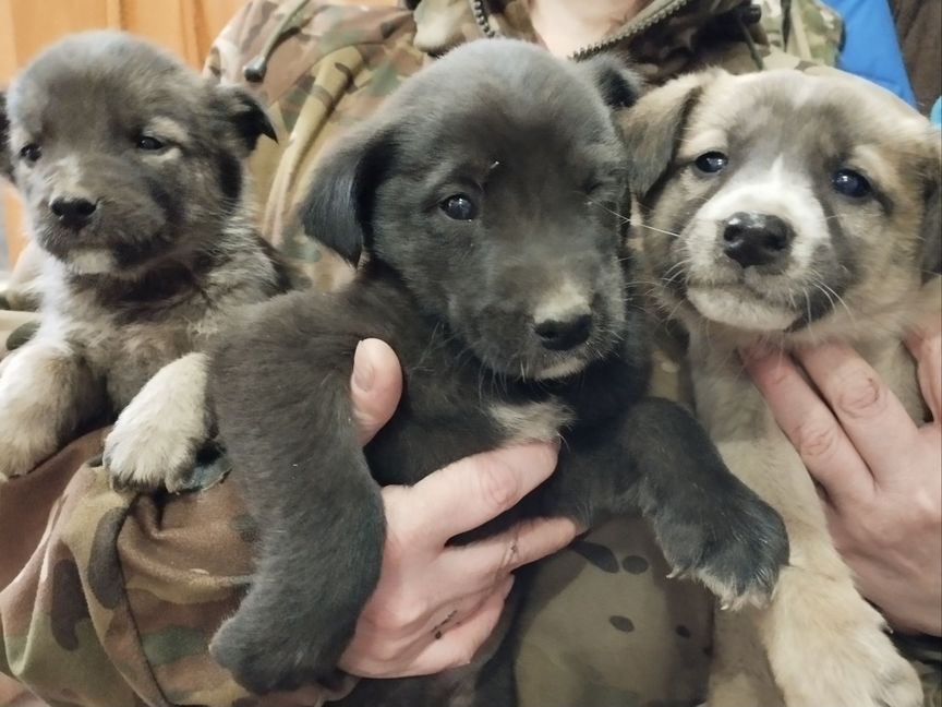 Собаки щенки бесплатно
