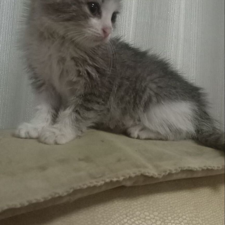 Котёнок