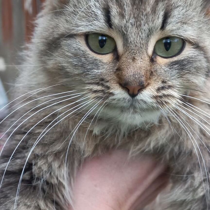 Очень милый котик ищет дом